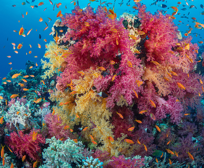 Croisière plongée en Égypte | Gloobetrotteuse